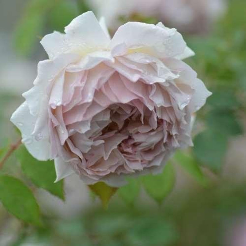 Ergongziroses - Etsy