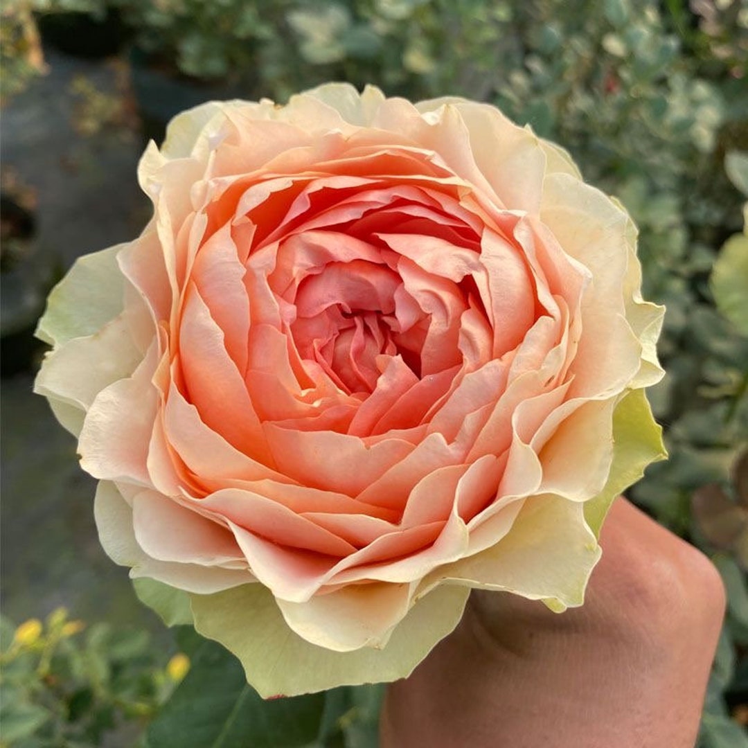 Gravity 吸引力 Dutch Cut Rose - Etsy