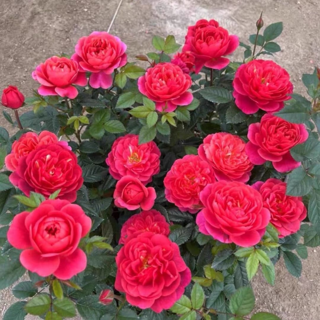 Red Juicy Terrazza. 红果汁阳台. Continue Blooming. Perfect Balcony Potted ...