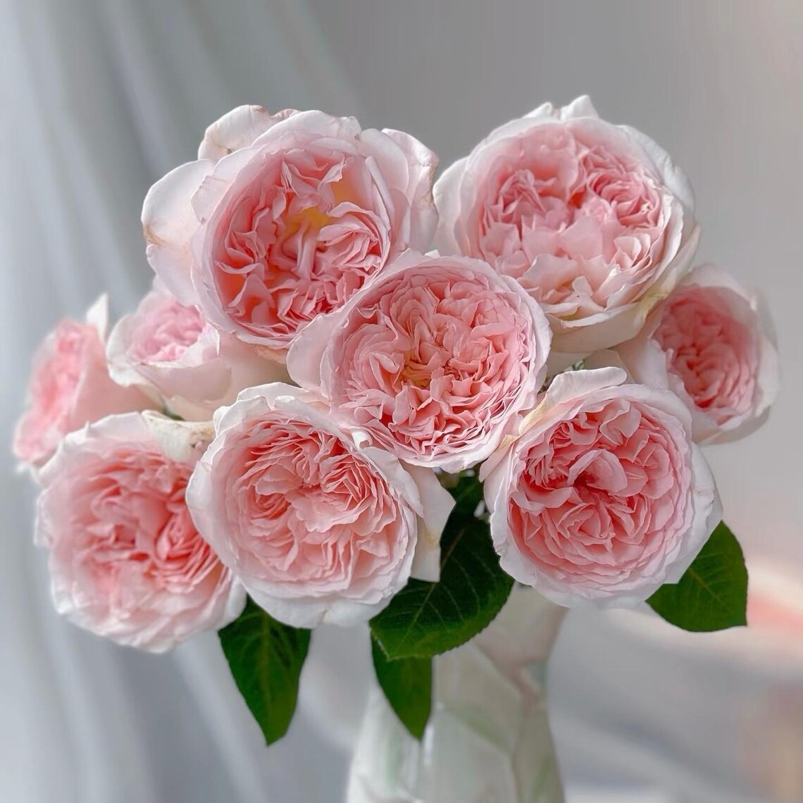 Bliss Parfuma Rose 童话魔法 Creamy Pink Apricot Floribunda - Etsy