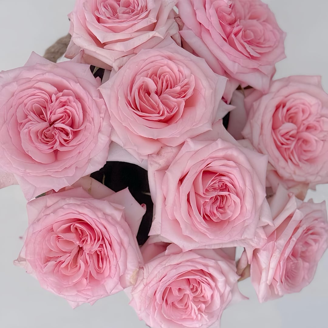 Pink O'hara. 粉荔枝，own Root. Comes With Pot. Well Rooted Healthy Plant ...