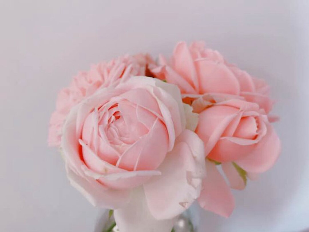 Rose Angers 热昂城堡 Own Root - Etsy