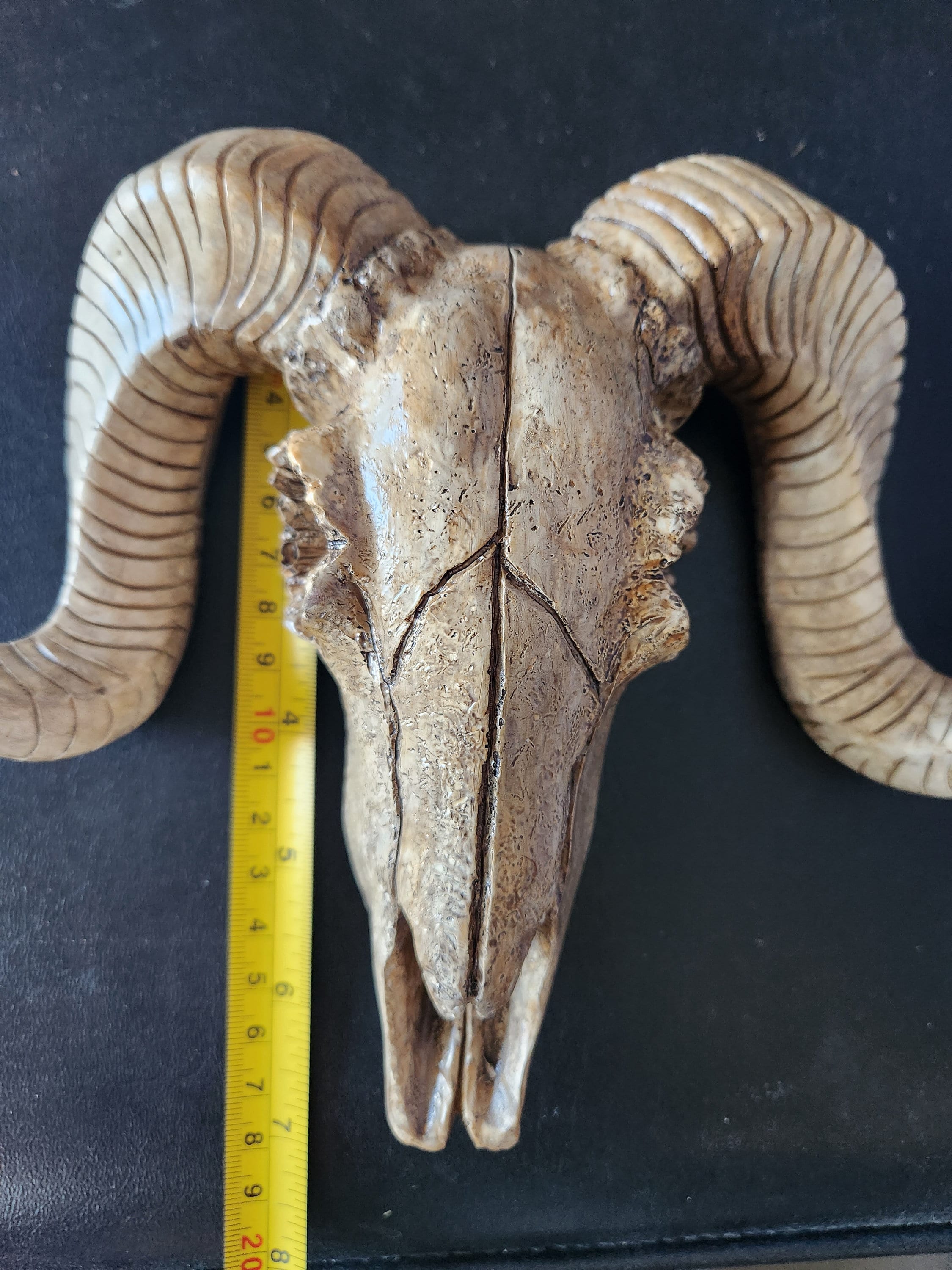 3D Resin Printed Vampire Goat Ram Skull Head Handcrafted Collectible ...