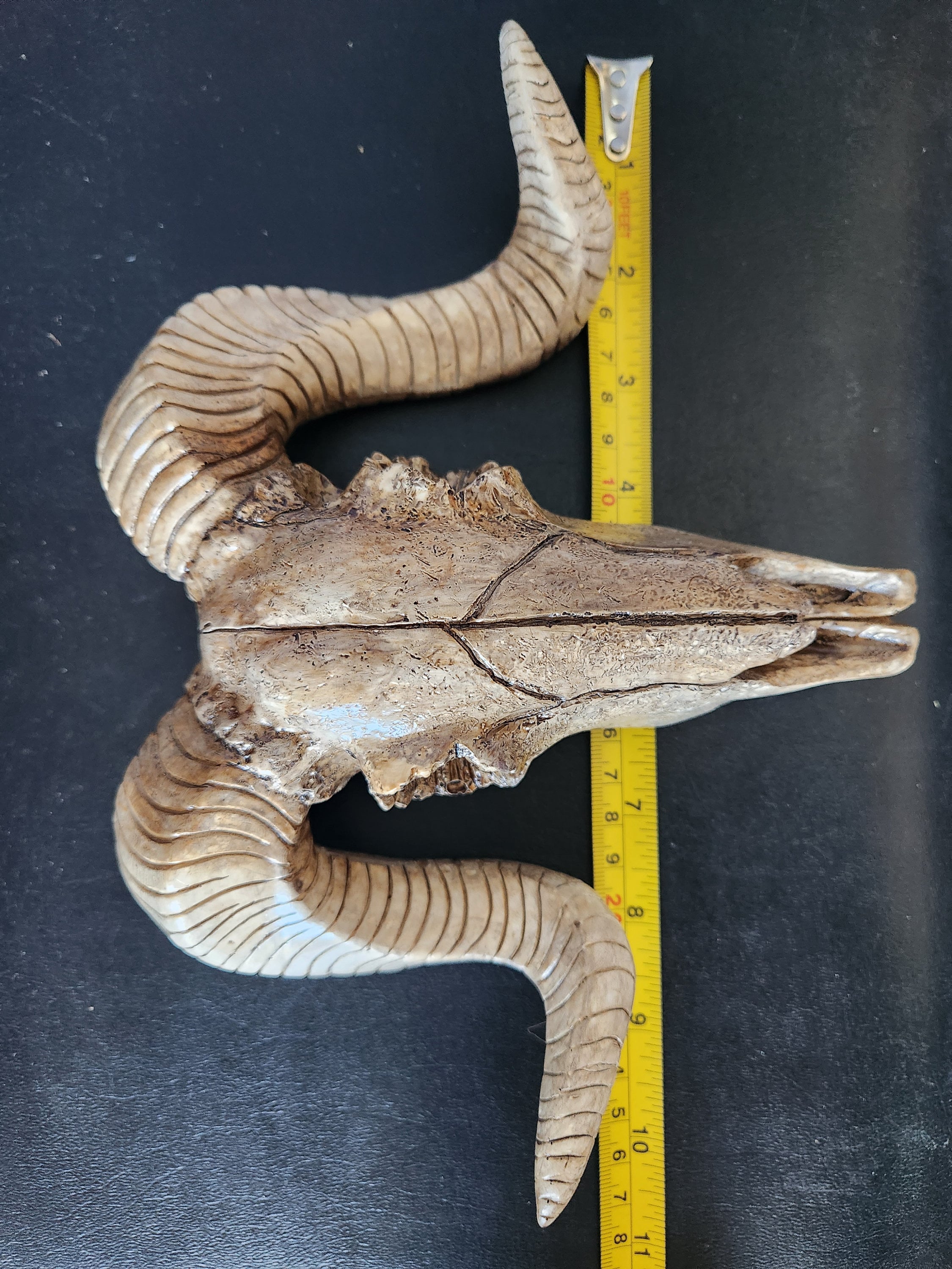 3D Resin Printed Vampire Goat Ram Skull Head Handcrafted Collectible ...