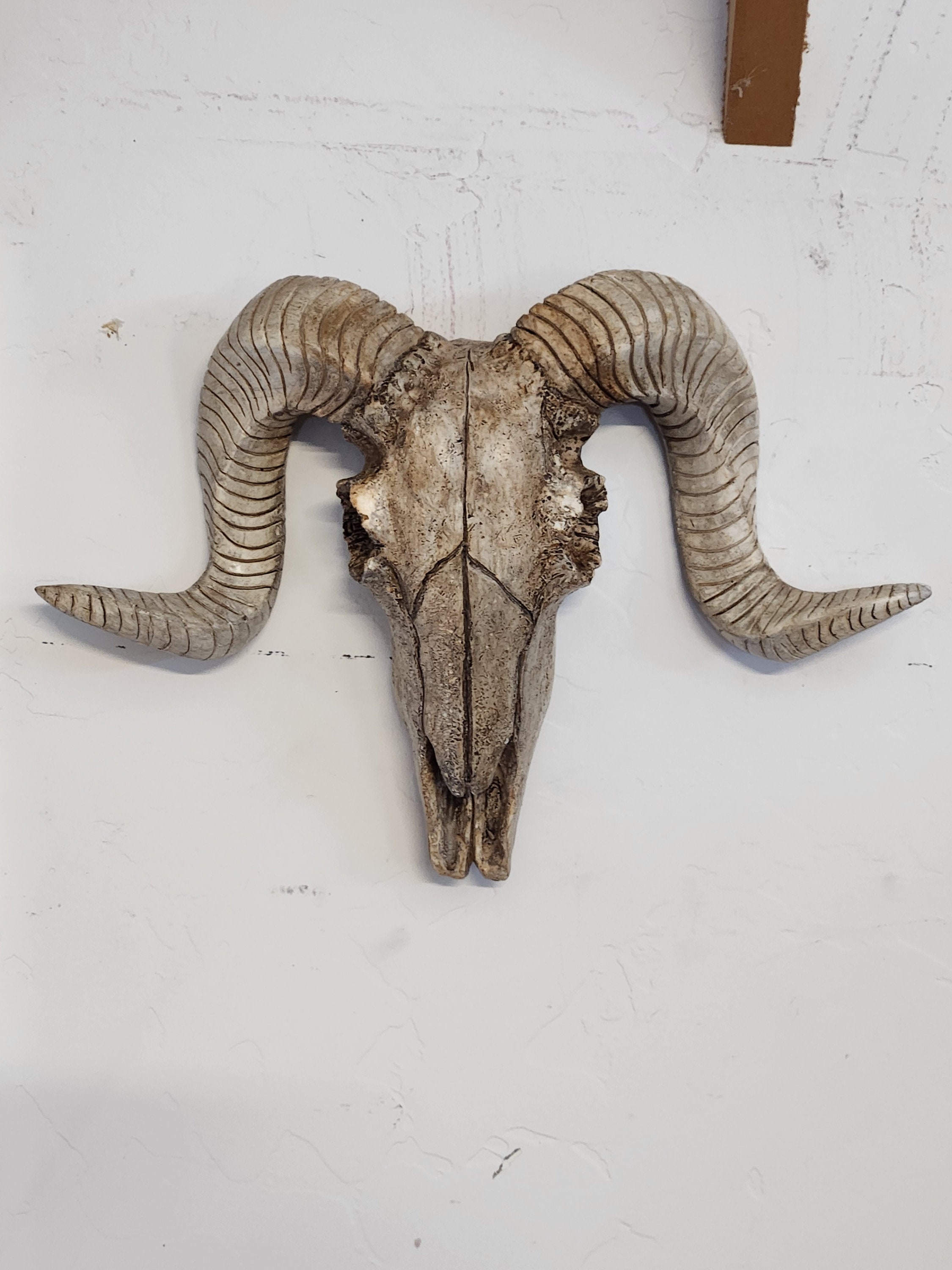 3D Resin Printed Vampire Goat Ram Skull Head Handcrafted Collectible ...