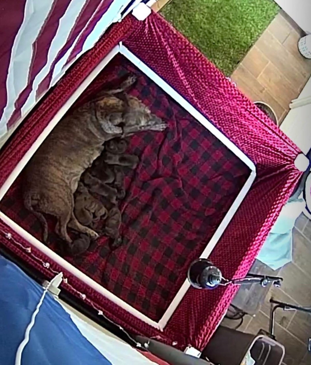 Ezwhelp Box Liner - Etsy