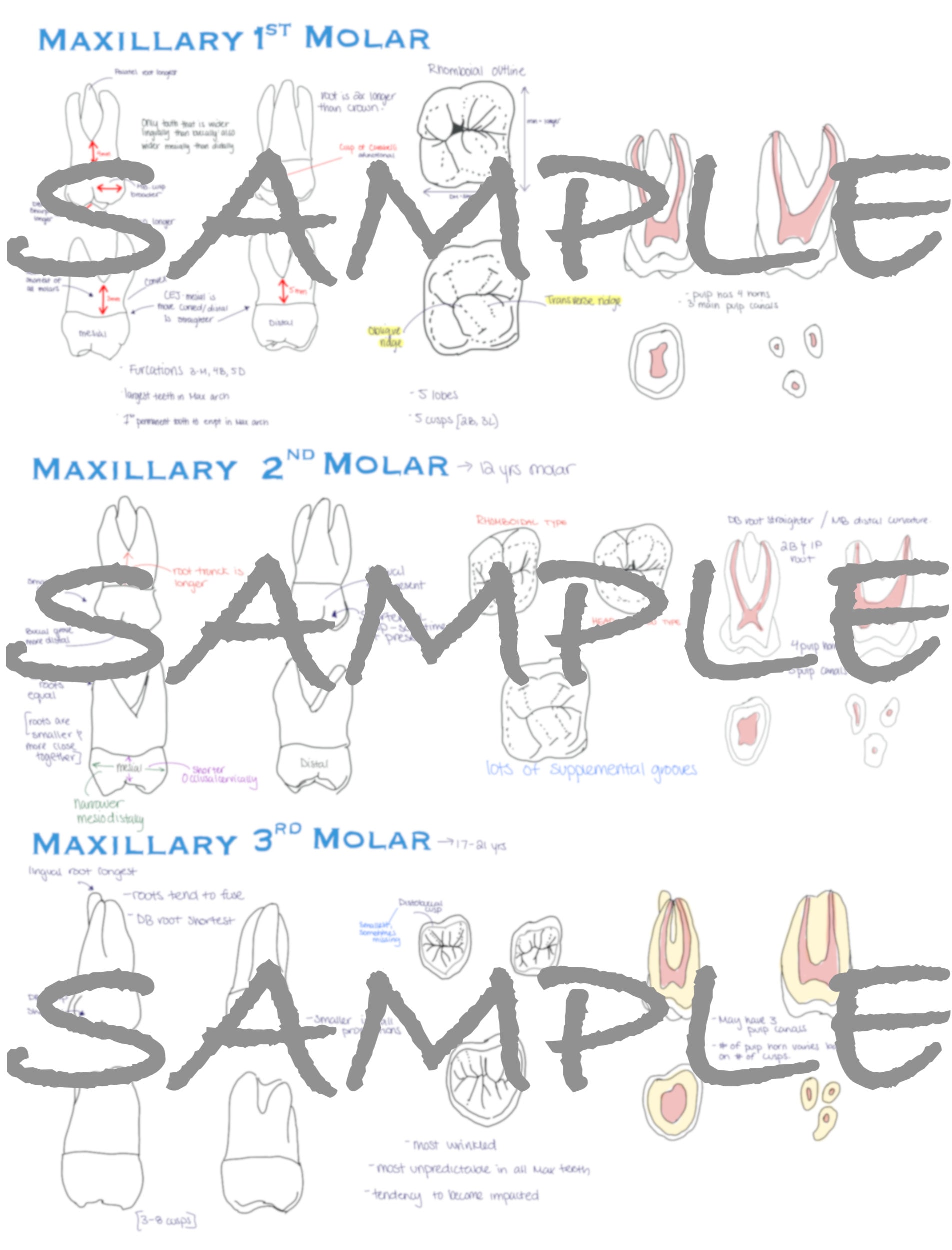 Tooth Morphology Dental Notes - Etsy