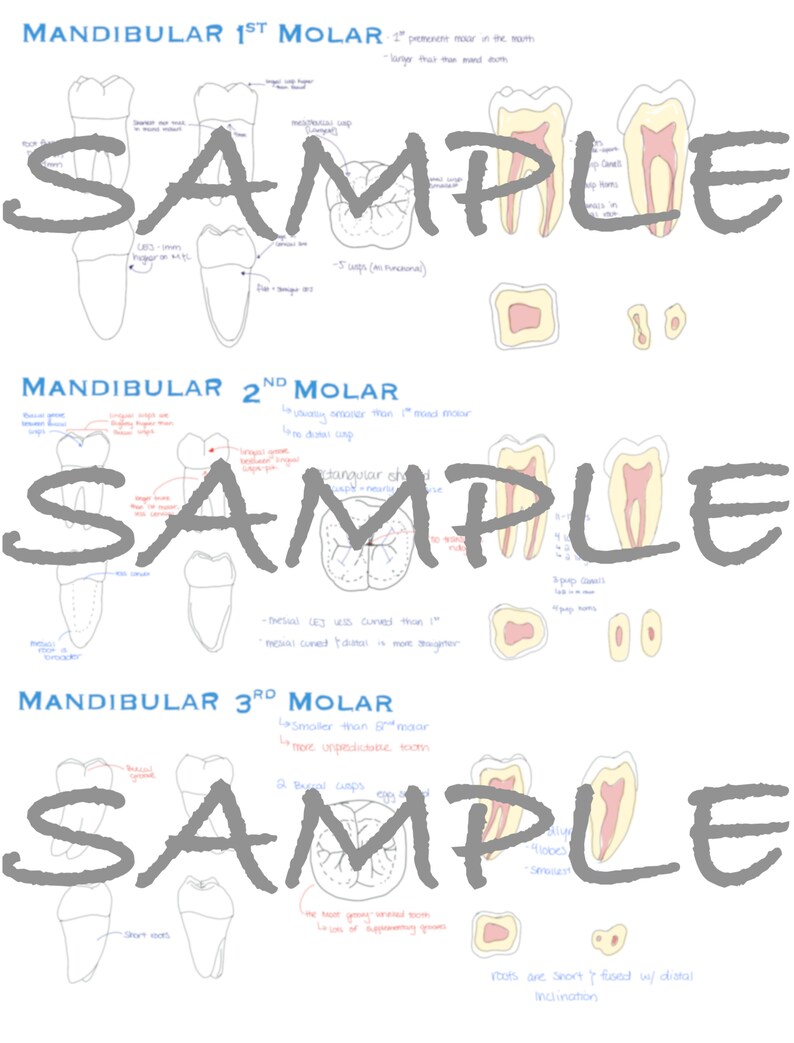 Tooth Morphology Dental Notes - Etsy
