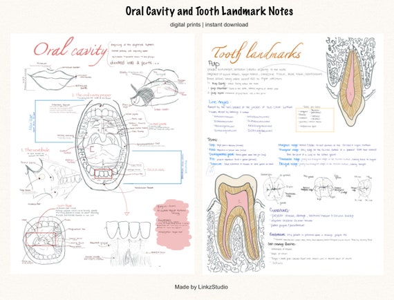 Oral Cavity and Tooth Anatomy Sheets Dental | Etsy