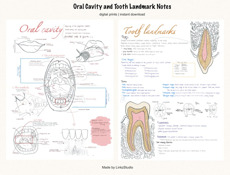 Oral Cavity and Tooth Anatomy Sheets | Dental - Etsy