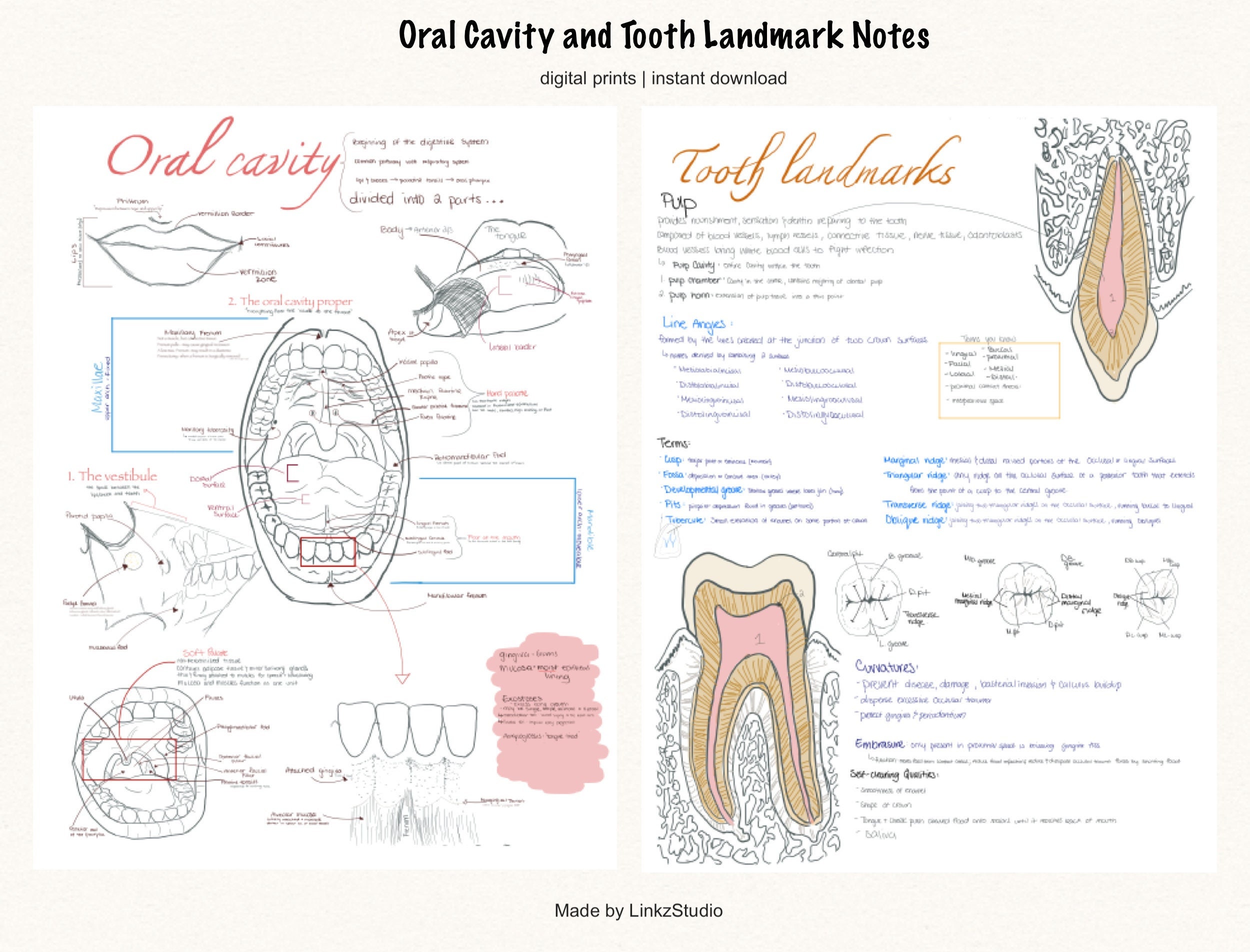 Dental Tooth Anatomy