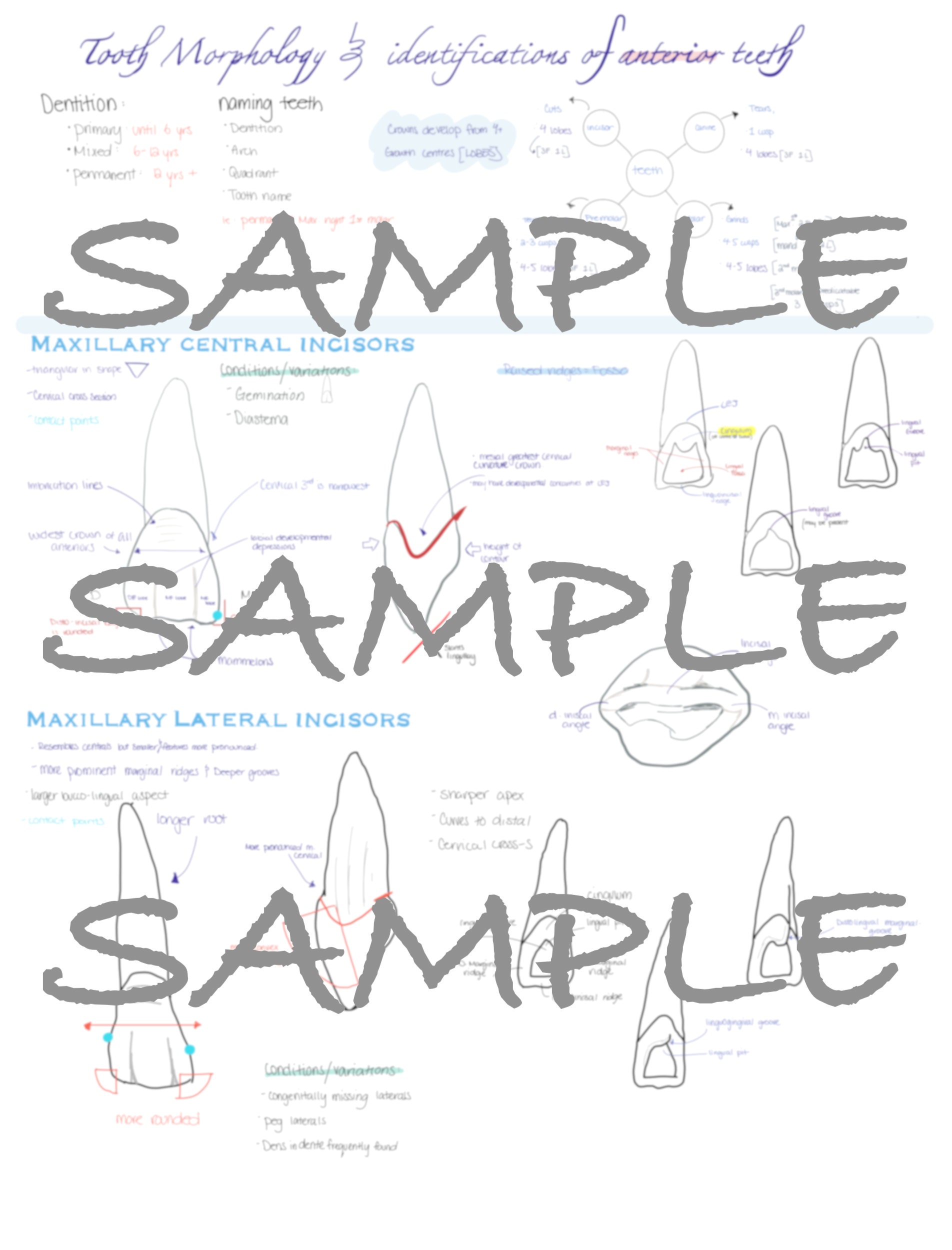 Tooth Morphology | Dental Notes - Etsy