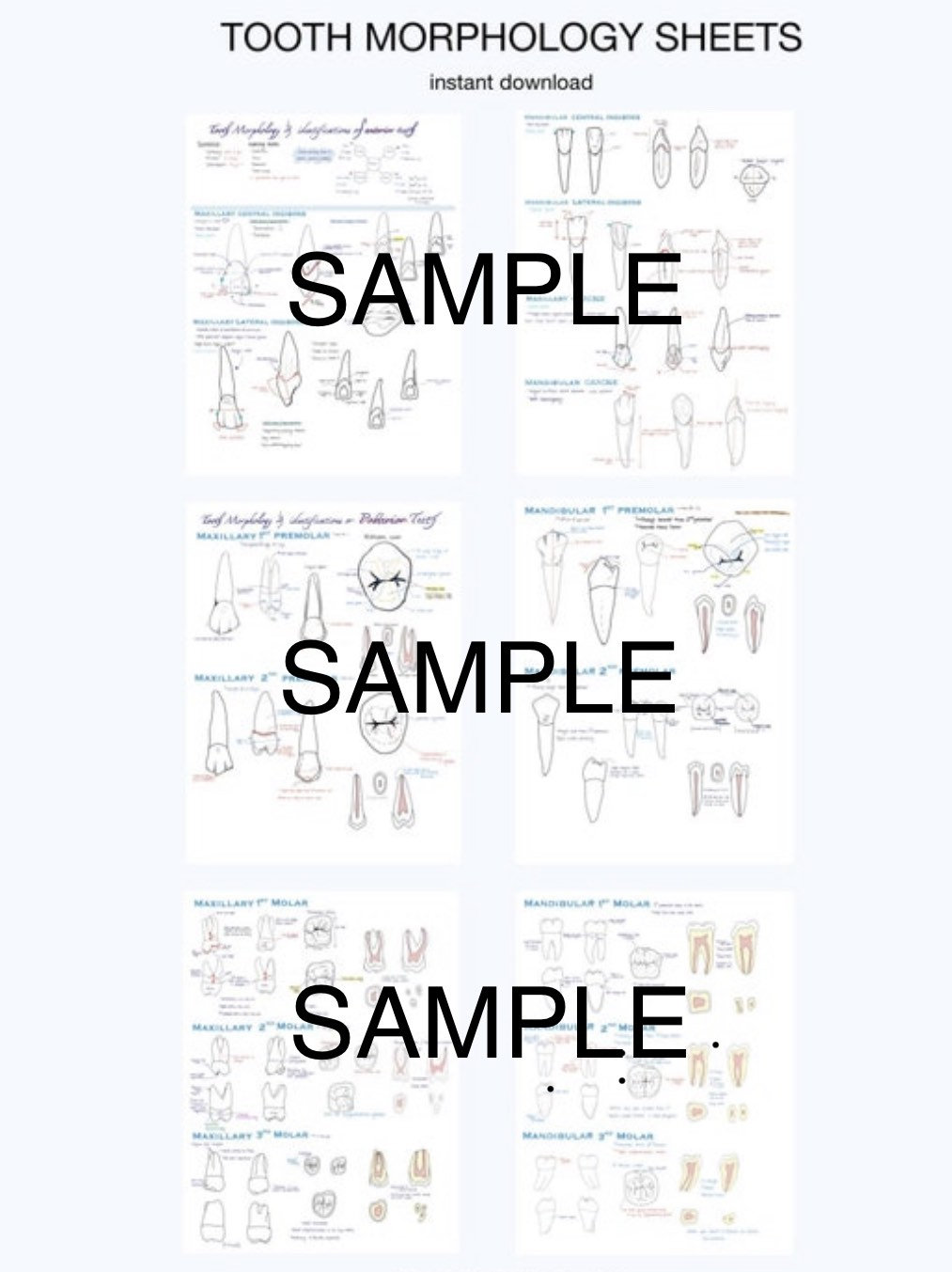 Tooth Morphology | Dental Notes - Etsy