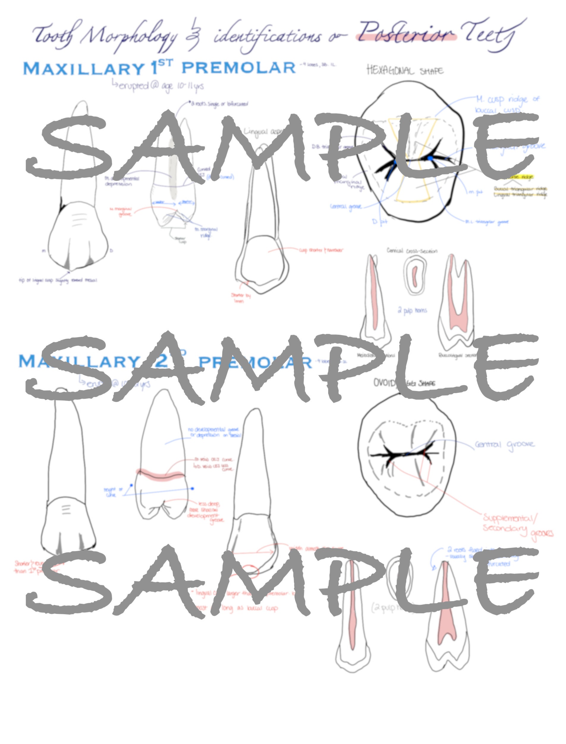 Tooth Morphology Dental Notes - Etsy