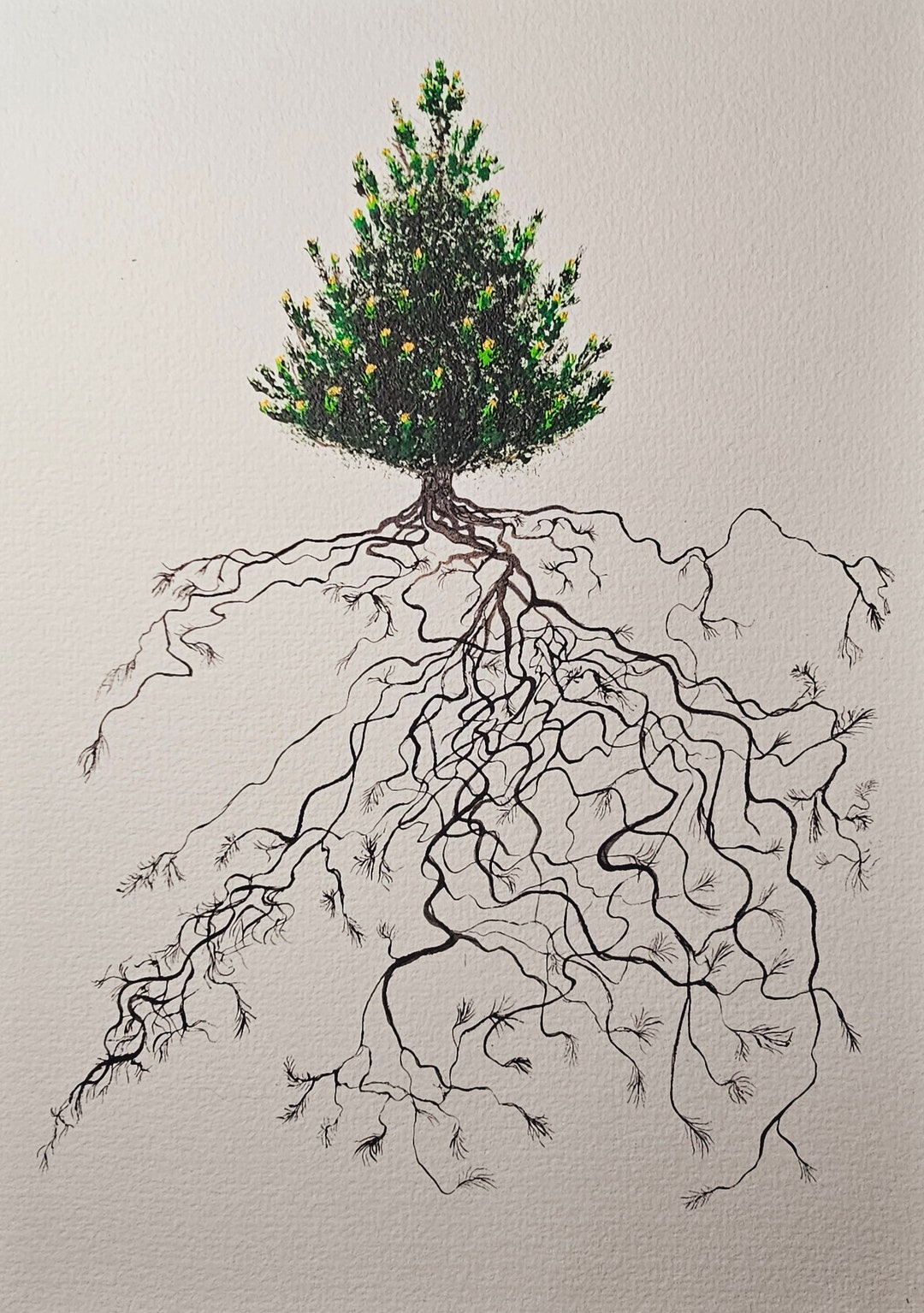 The Root Project, Austrian Pine / Pinus Nigra Gouache Original Painting ...