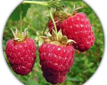 Raspberry Seeds - Etsy