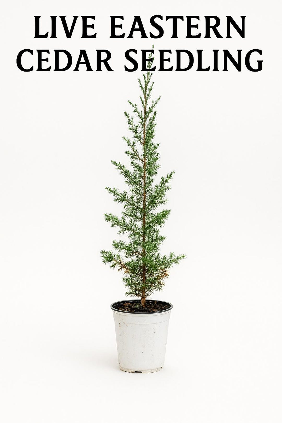 Live Juniperus Virginiana – Eastern Red Cedar Seedling | Hardy ...
