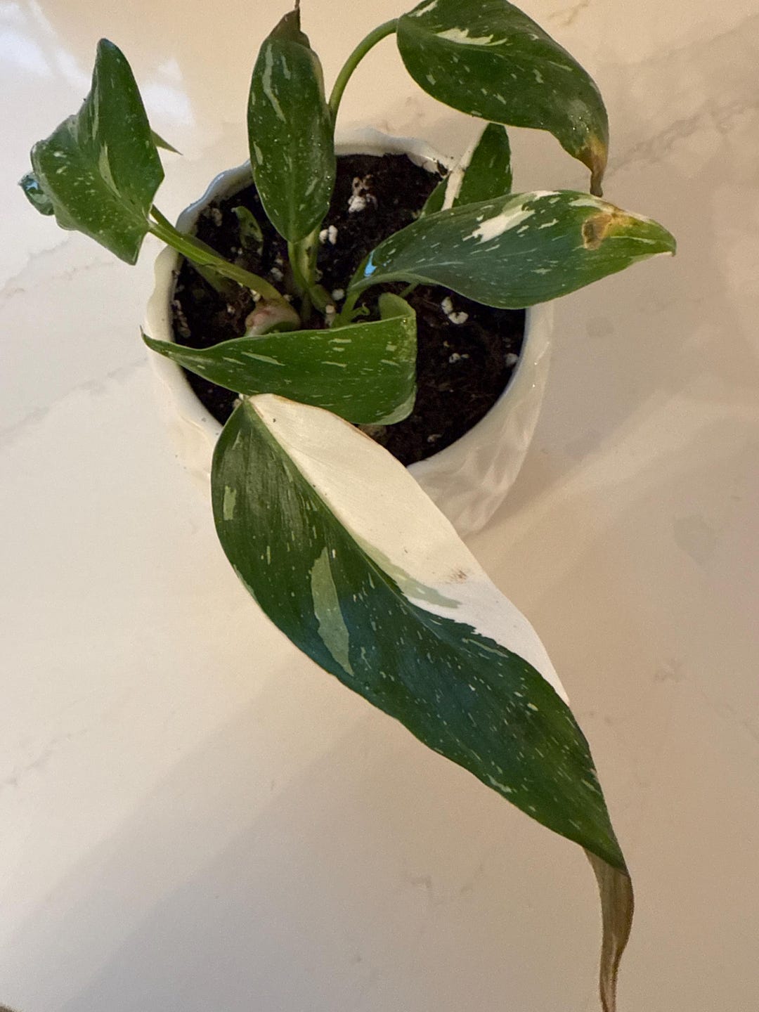 Philodendron ‘white Wizard’ – Variegated Starter Plant in 4” Nursery ...