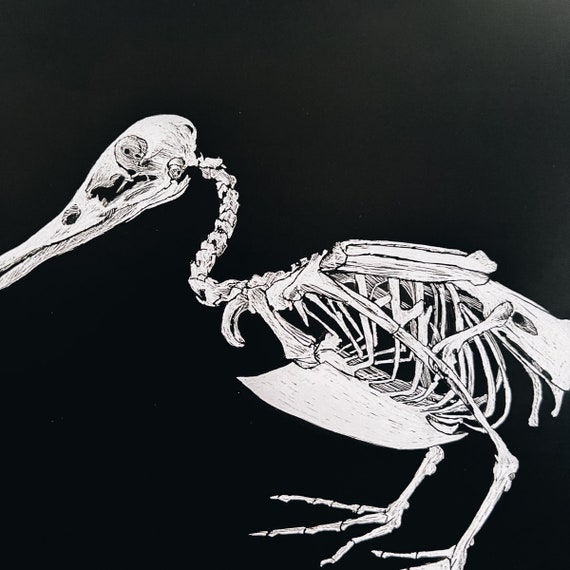 Duck Skeleton