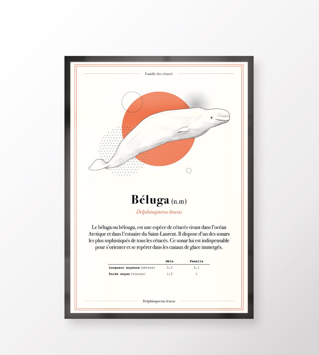 Beluga Illustration Digital Download - Etsy