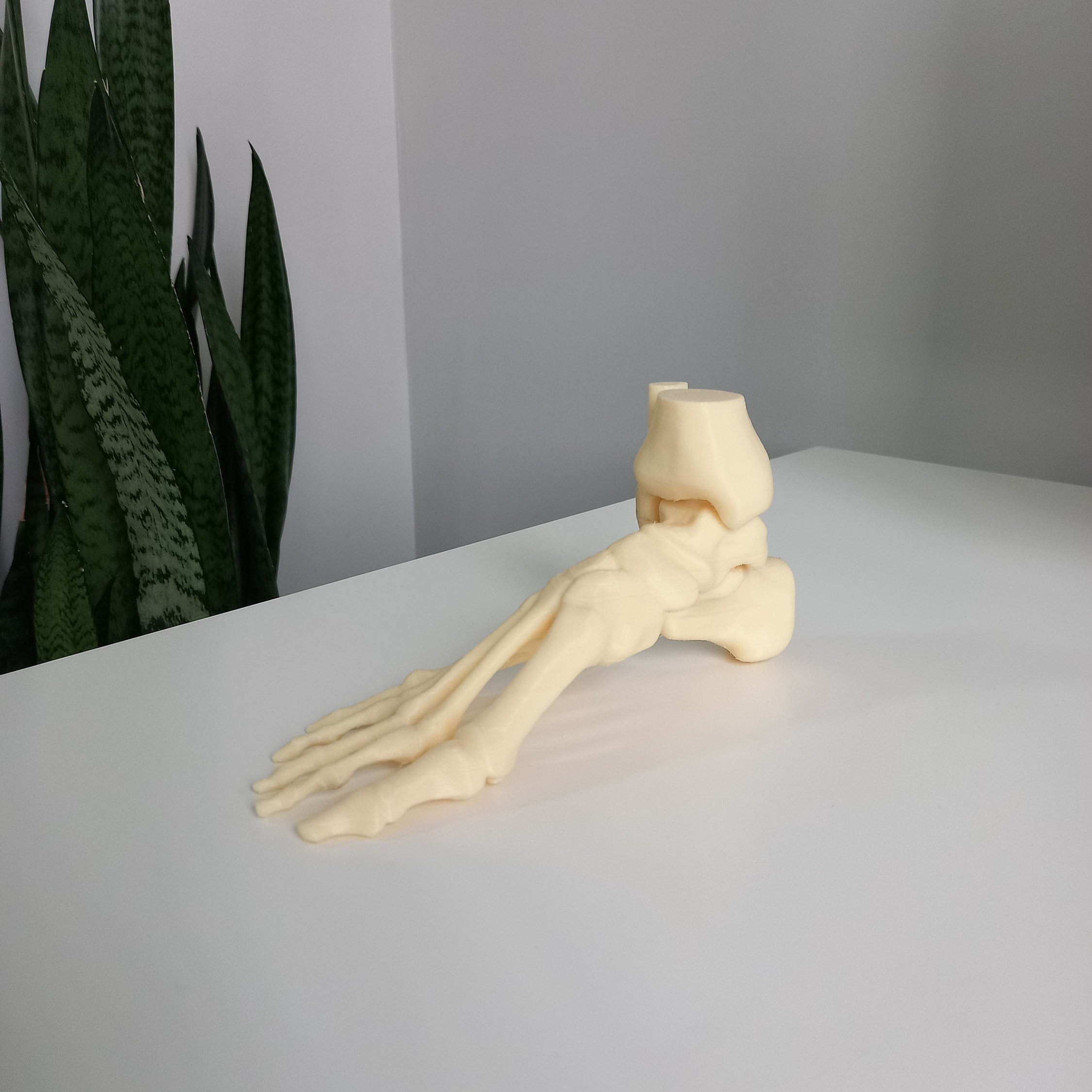 Bones of the Human Foot White Bones of the Foot Textured - Etsy