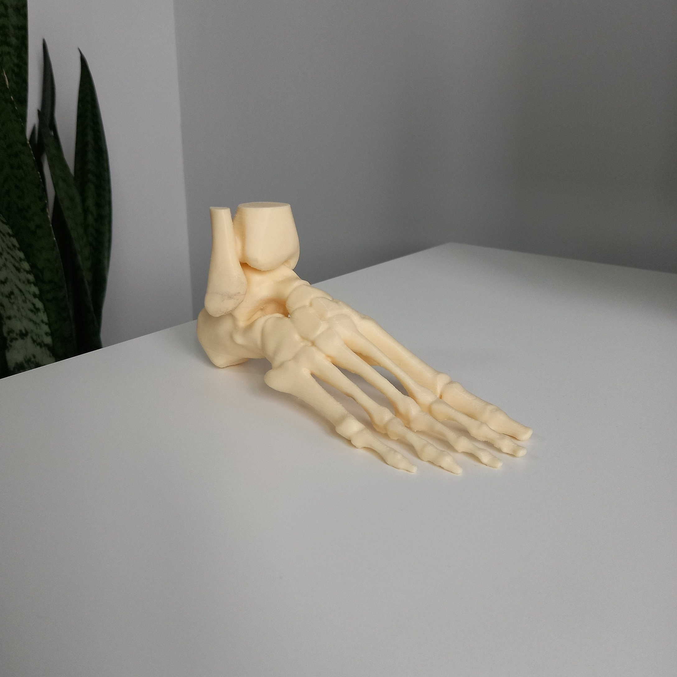 Bones of the Human Foot White Bones of the Foot Textured - Etsy
