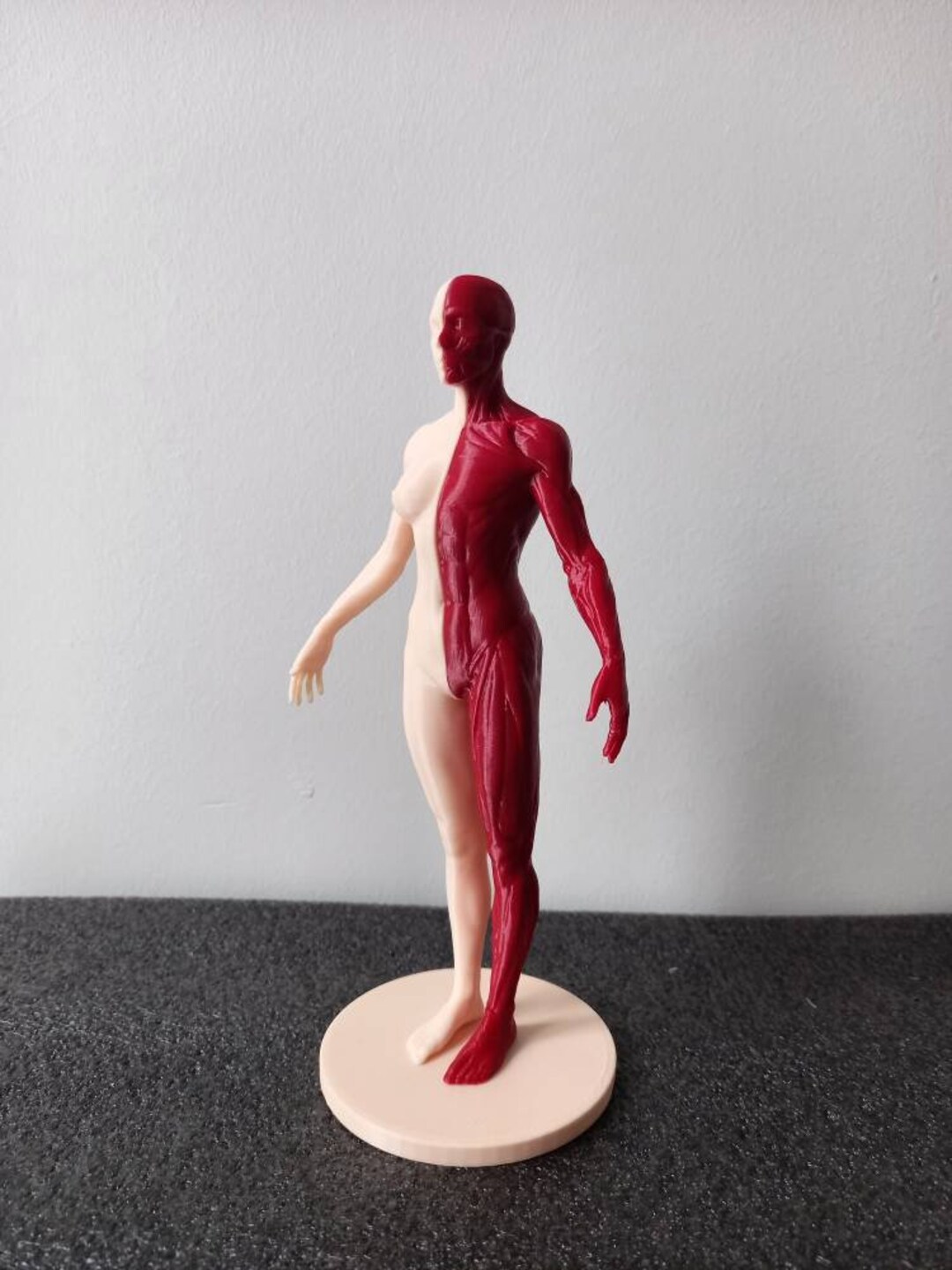 Artist Companion Art Anatomy Reference Model Sculpt Female - Etsy