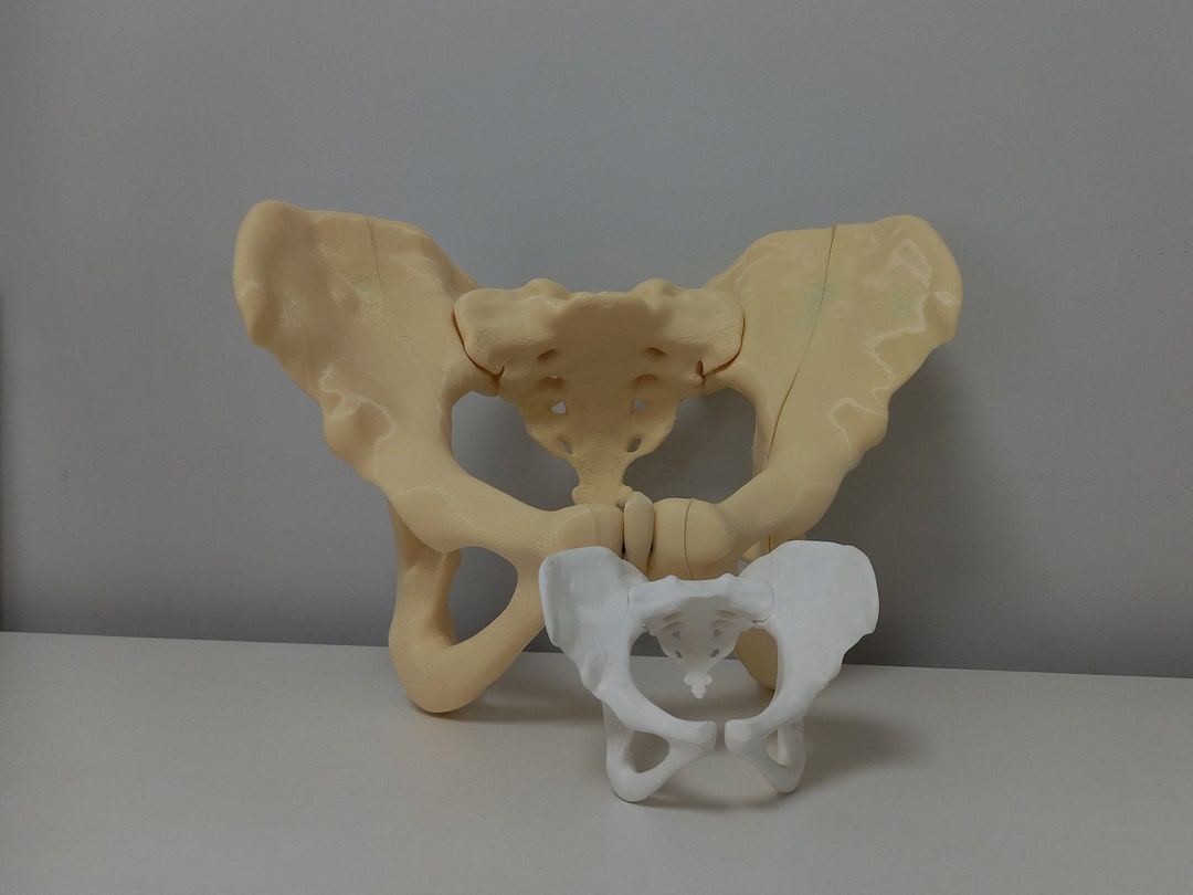 Valentine's Day Gift for Her - 3D Printed Pelvis Model - Female Pelvis ...