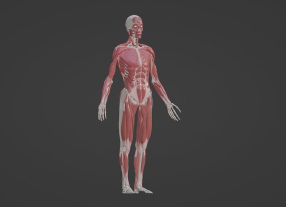 Anatomía Del Modelo 3d Cuerpo Humano Modelo 3D: Aprendizaje De