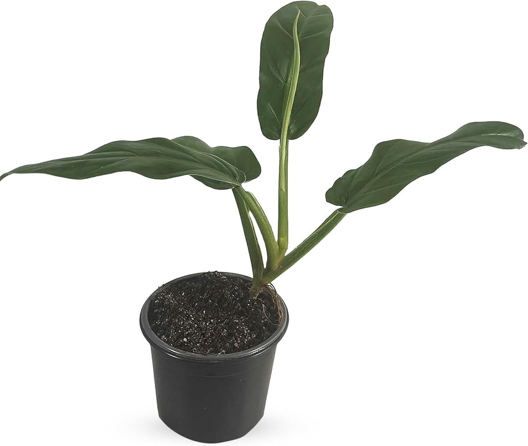 Philodendron SP Napo by Leal Plants ECUADOR green Live House - Etsy