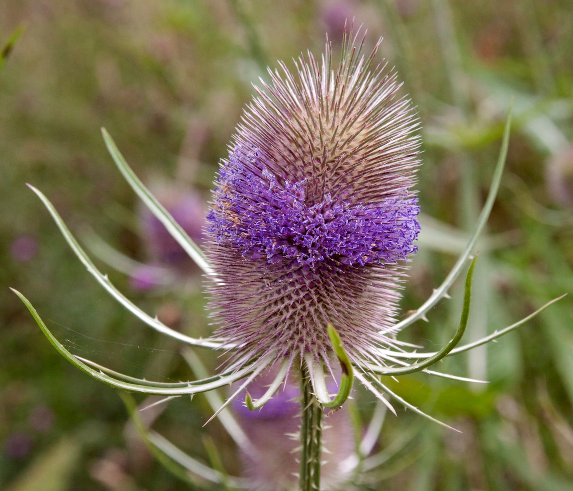 50+ Teasel (dipsacus Sativus) Seeds - Great for Floral Arrangements - Etsy