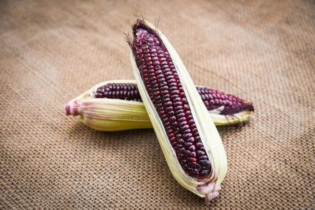15 Ruby Red Corn Seeds- Coloured Corn- Heirloom Variety Non GMO ...