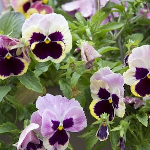 30 Seeds Pansy “tutti Frutti” Giant Pansy Mix - Viola Hybrida - Etsy Canada