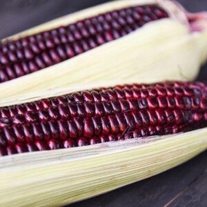 15 Ruby Red Corn Seeds- Coloured Corn- Heirloom Variety Non GMO ...