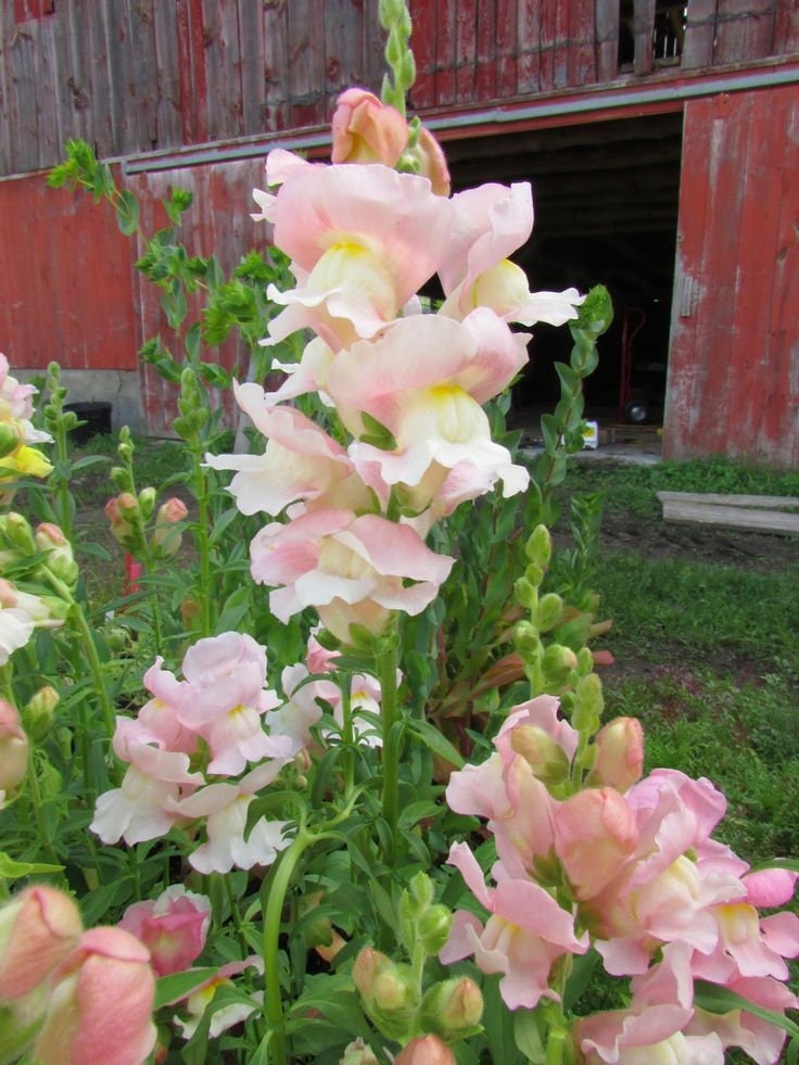 50+ muflier de grande taille Appleblossom - graines roses et blanches ...