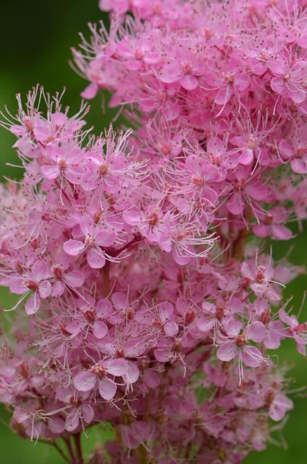 5 Rare Queen of the Prairie Seeds Filipendula Rubra - Etsy Canada