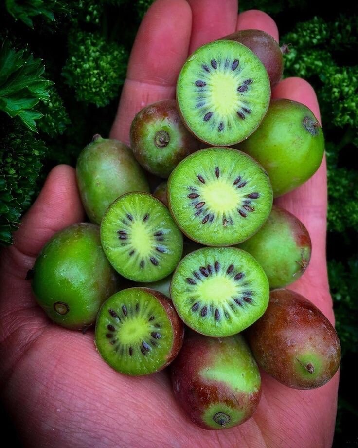 Kiwi Beeren Samen