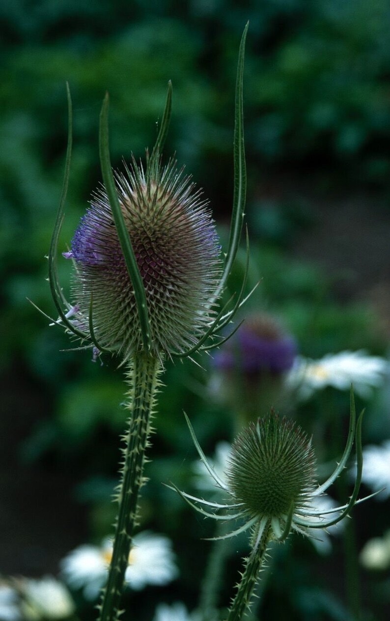 50+ Teasel (dipsacus Sativus) Seeds - Great for Floral Arrangements - Etsy