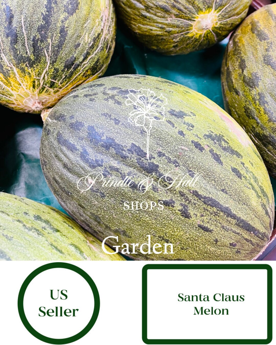 Santa Claus Melon - Etsy