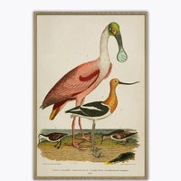 Spoonbill - Etsy