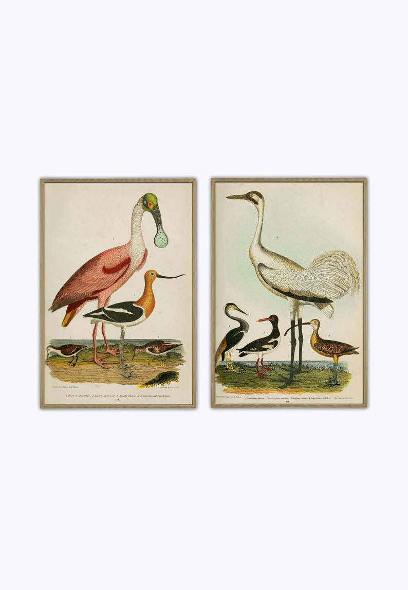 Crane and Spoonbill Print Set, Birds Illustration for Wall Decotating ...