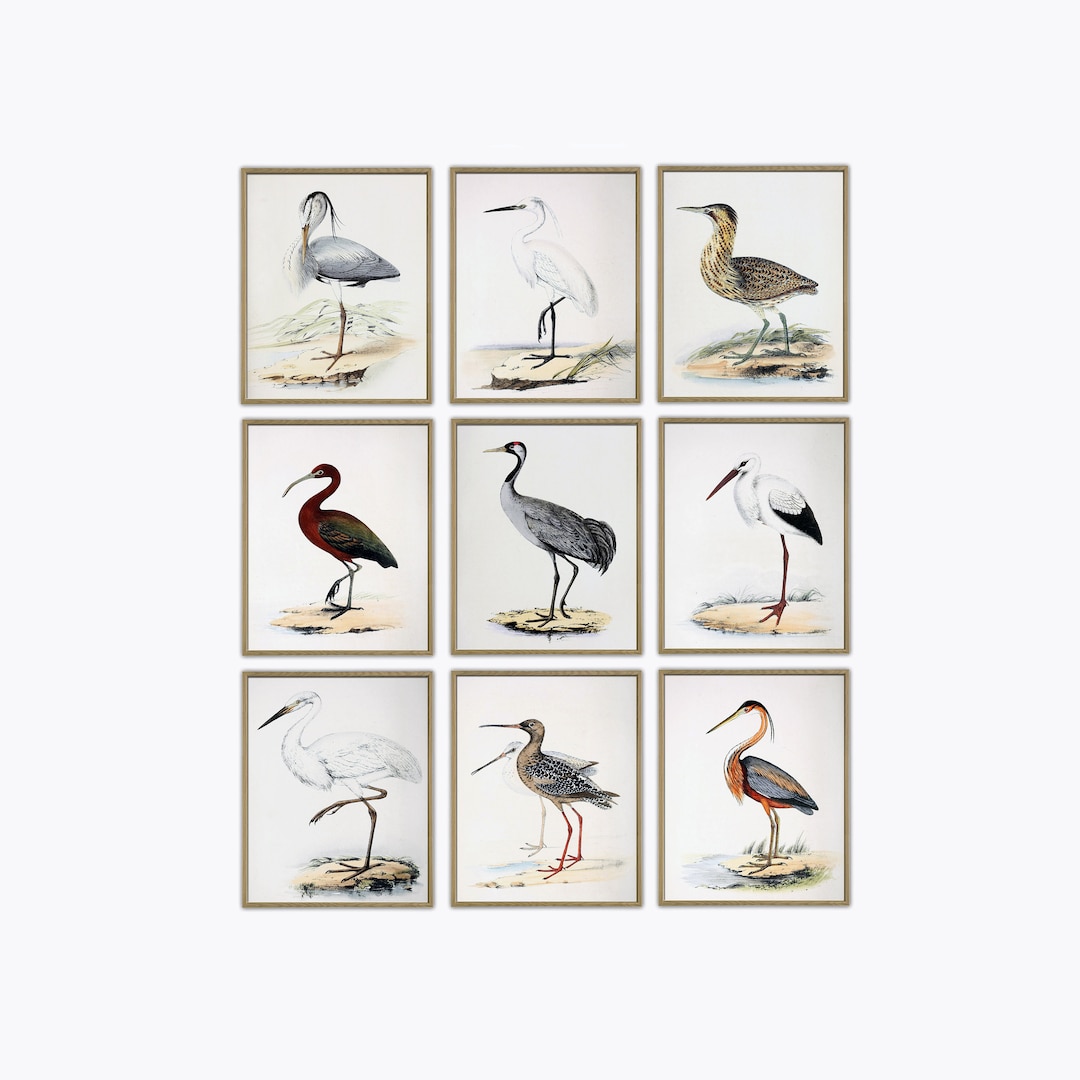 Large Bird Print Set, Wall Art Decor, Bird Vintage Illustration Print ...