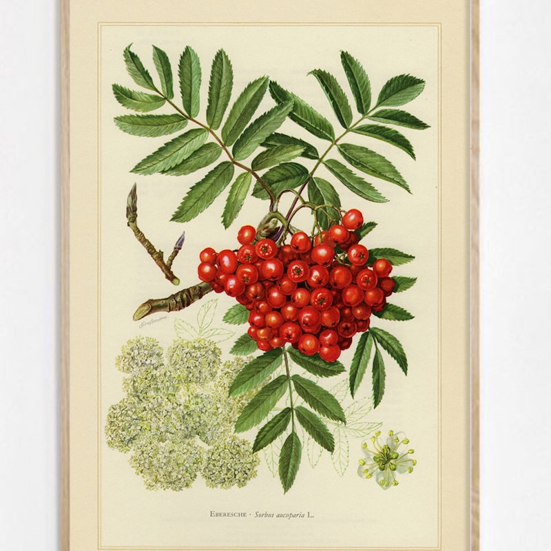 Rowan Tree Art - Etsy