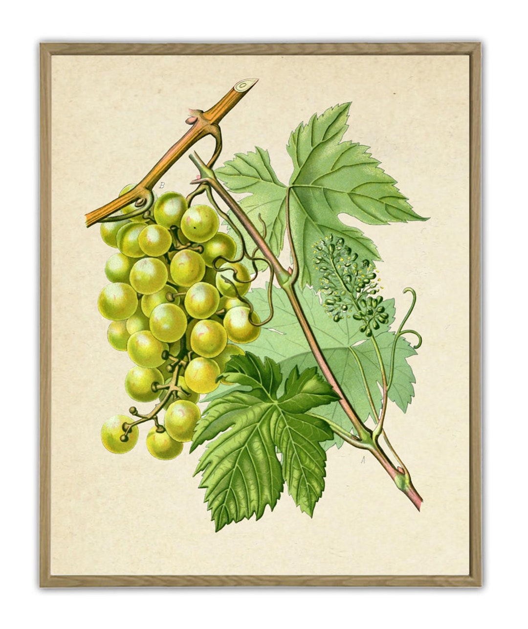 Bunch of Grapes Green Fruit Print, Fruit Kitchen Poster, Botanical ...