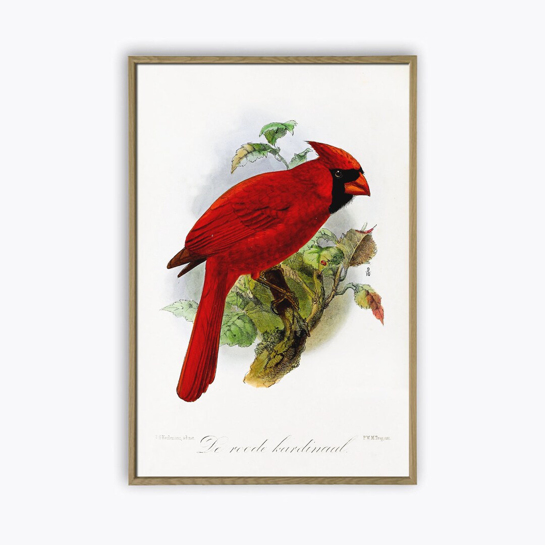 Cardinal Bird Print, Wall Decor, Bird Vintage Illustration Print - Etsy