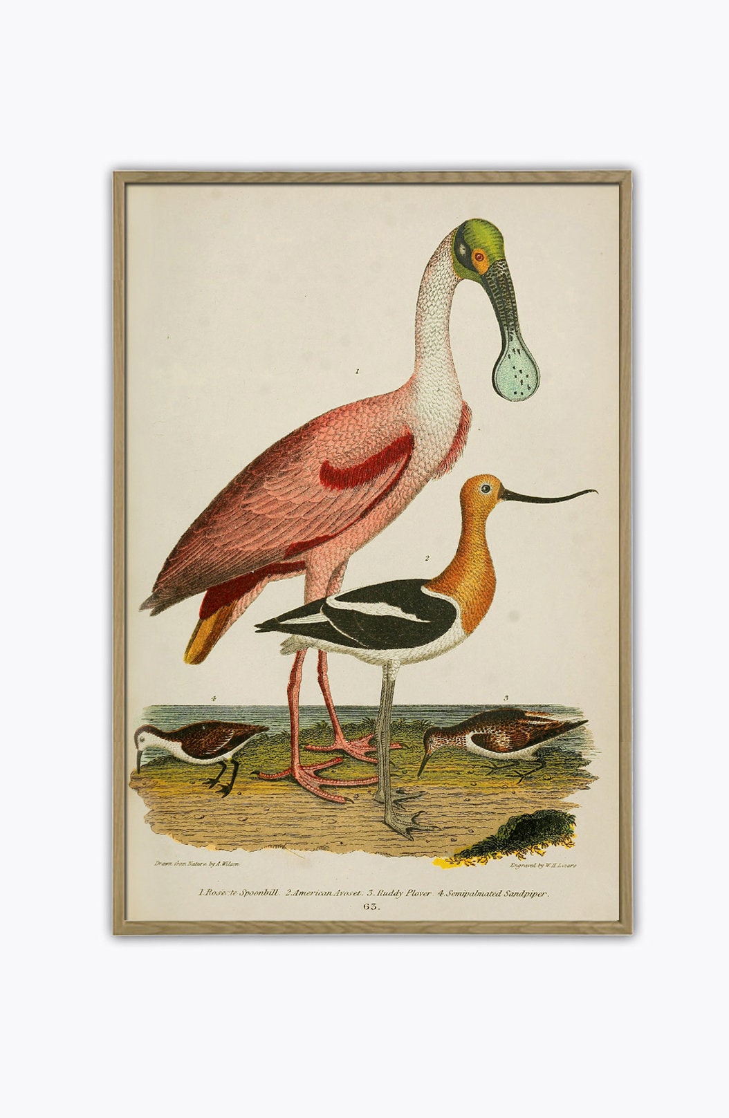 Spoonbill Print, Birds Illustration for Wall Decotating - Etsy