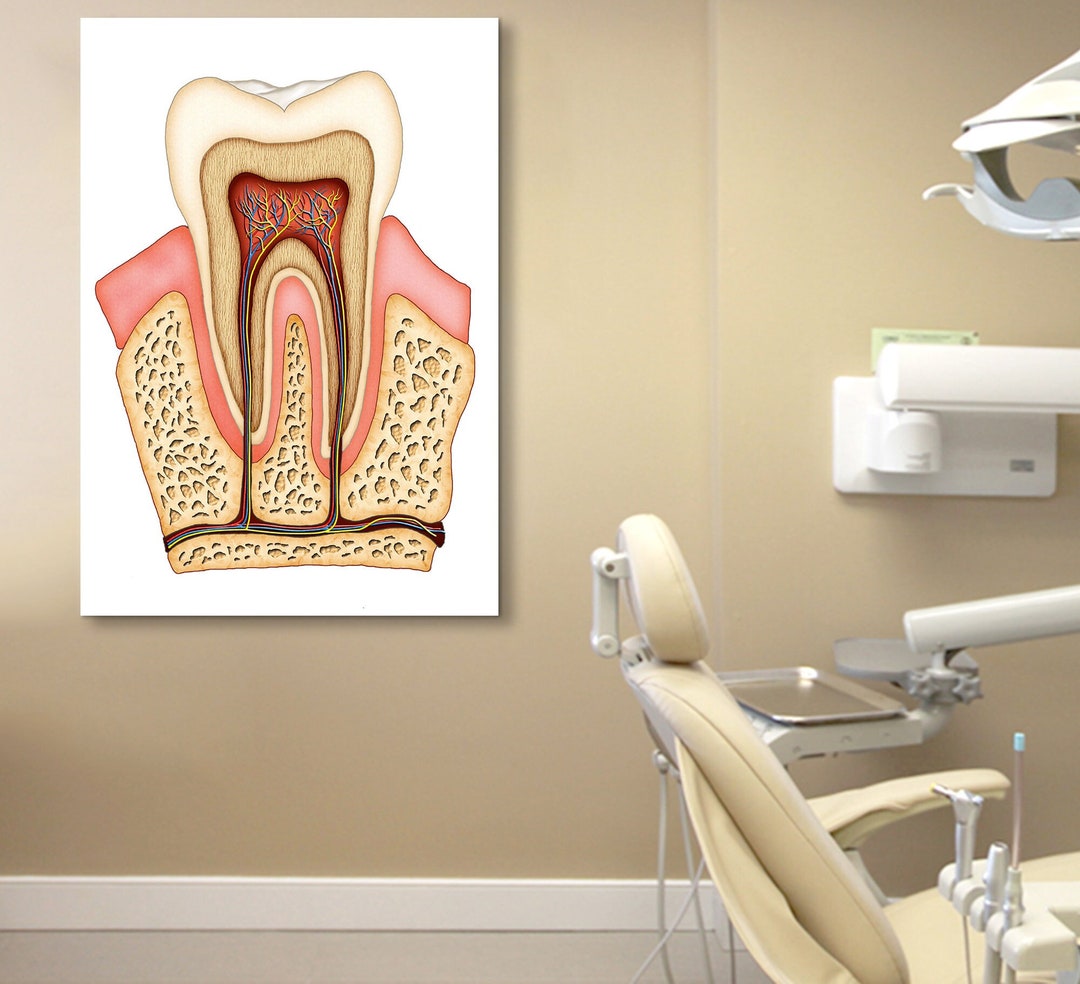 Anatomía del diente, capas del diente, dentista, clínica dental, arte ...