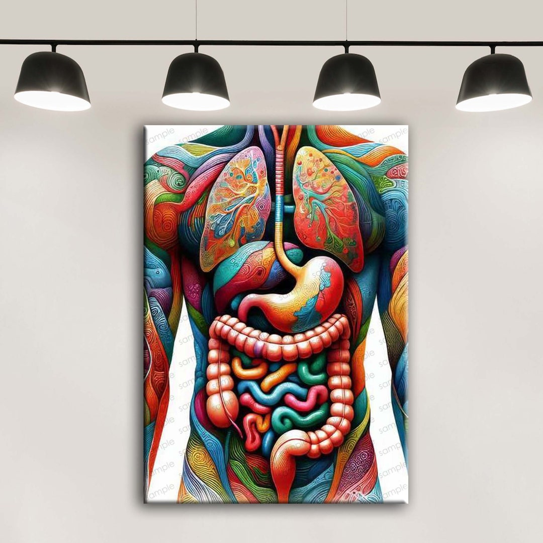 Human Anatomy Human Internal Organs Doctor Office Hospital Decoration ...