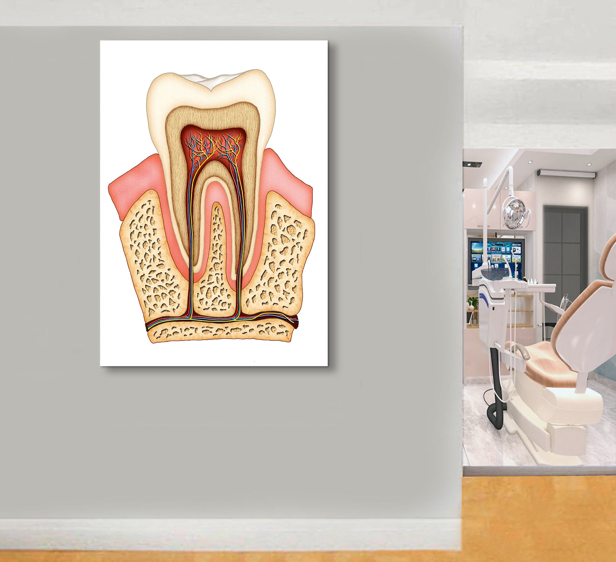 Anatomía del diente, capas del diente, dentista, clínica dental, arte ...