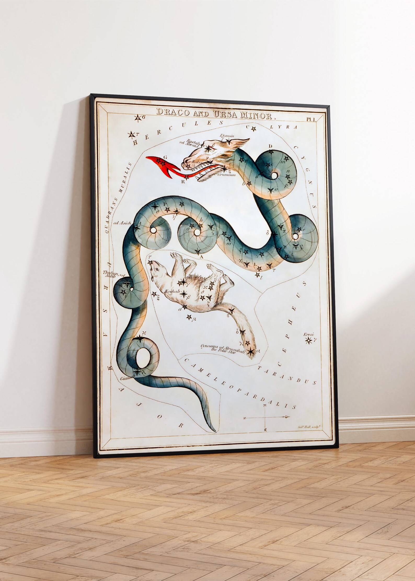 Draco and Ursa Minor Star Map Poster, Celestial Constellation Art Print ...